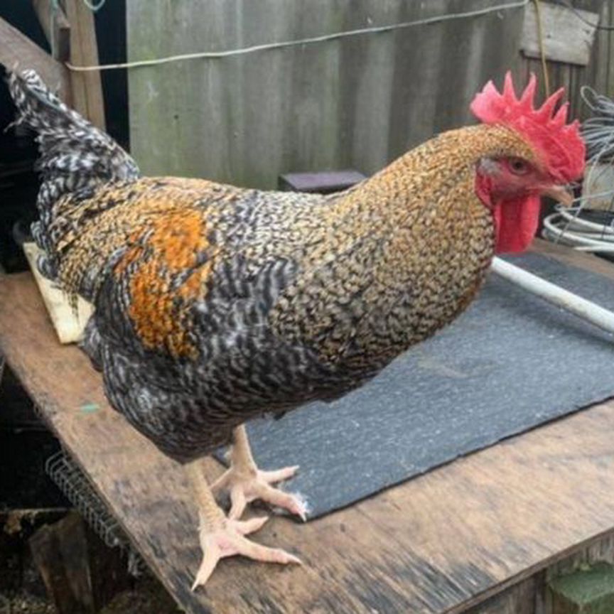 Петушки молоденькие, разных пород