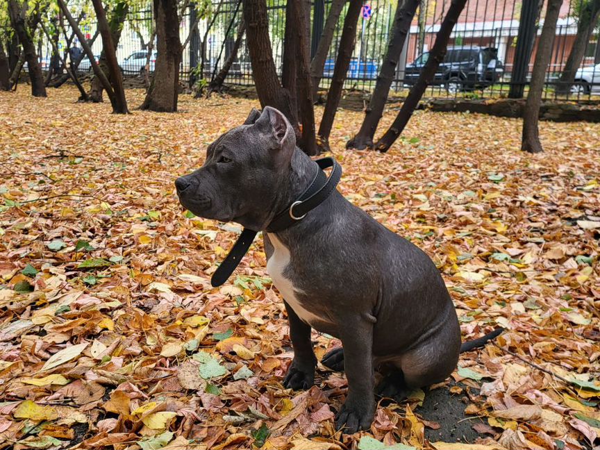 Собака американский булли XL