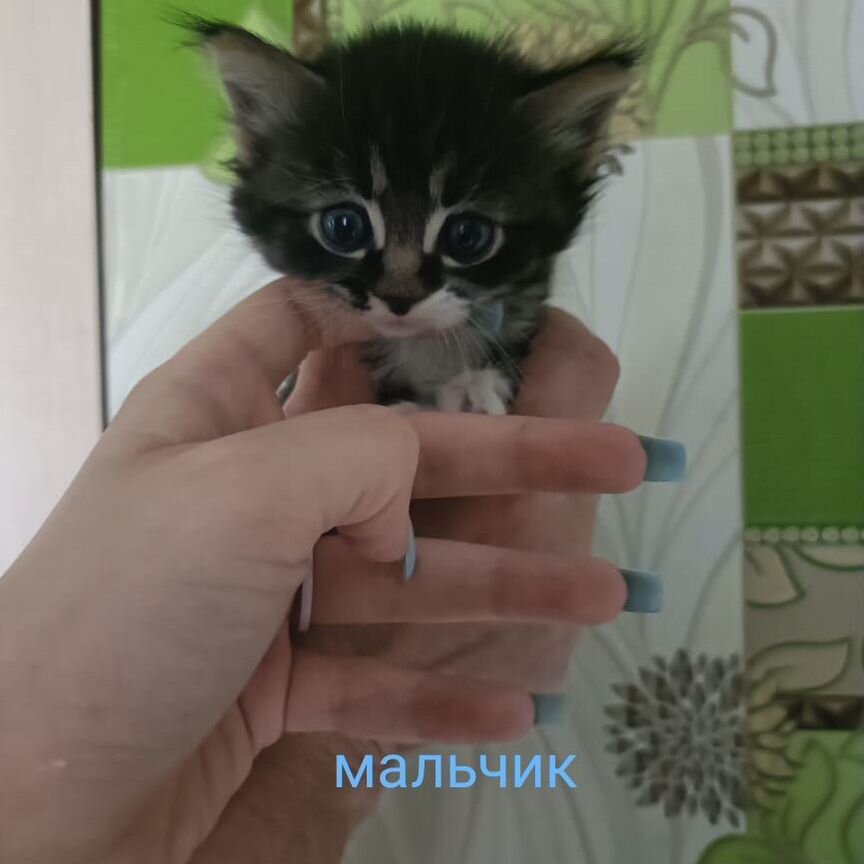 Котята