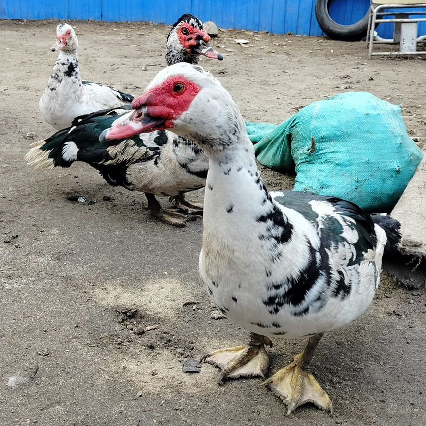 Продажа уток