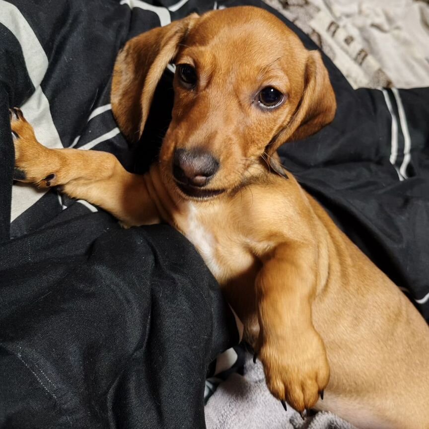 Такса, щенок