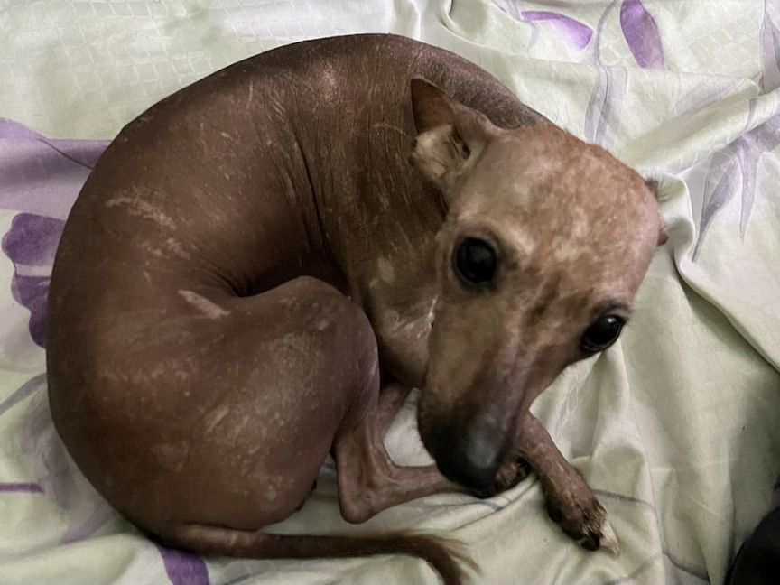 Ксолоитскуинтли (мексиканская лысая)