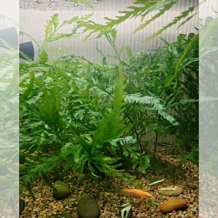 Аквариумные растения Болбитис Геделоти