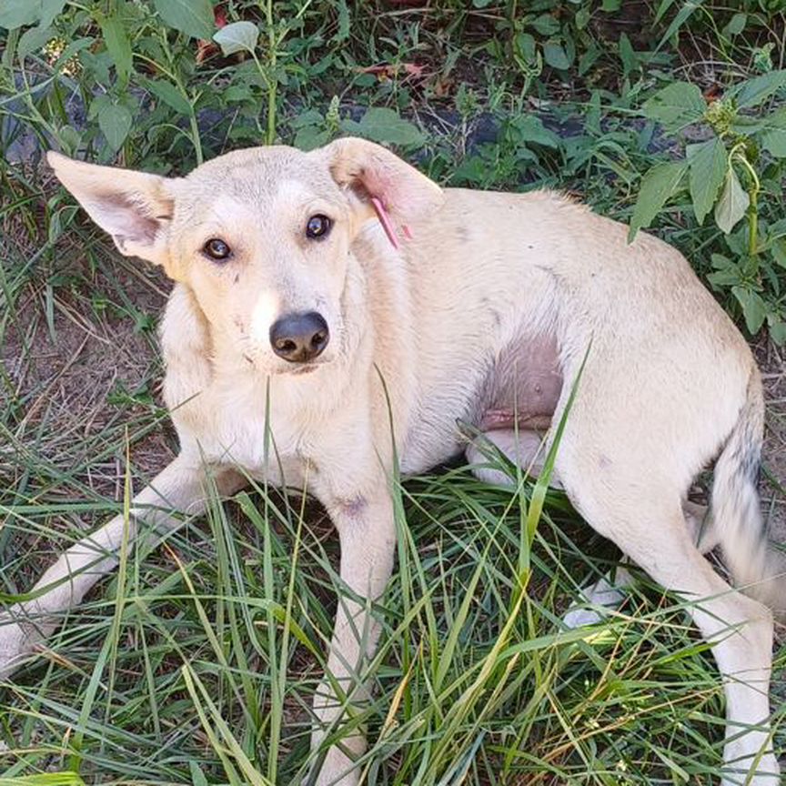 Стерилизована, привита