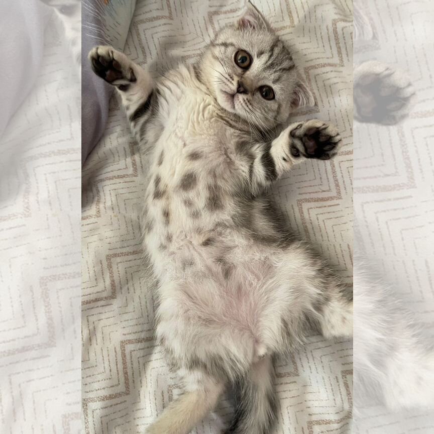 Шотландские котята