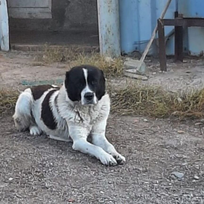 Собака алабай