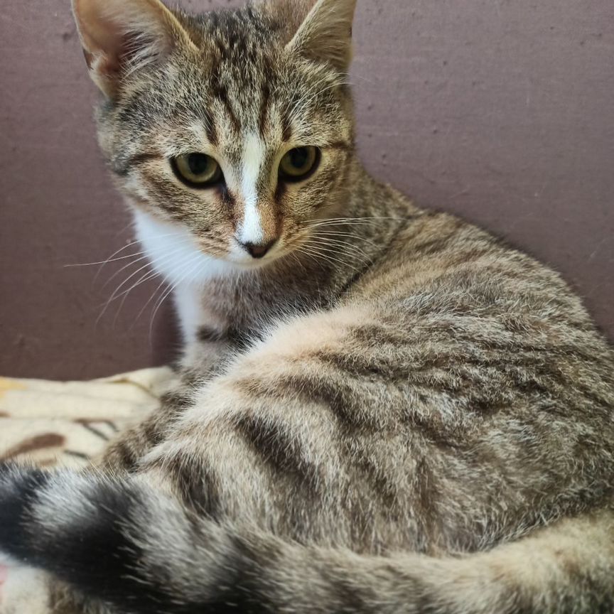 Котёнок Лисёнок