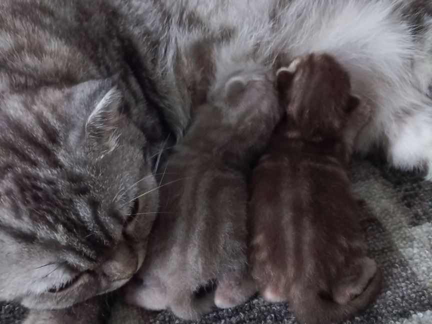Шотландские котята