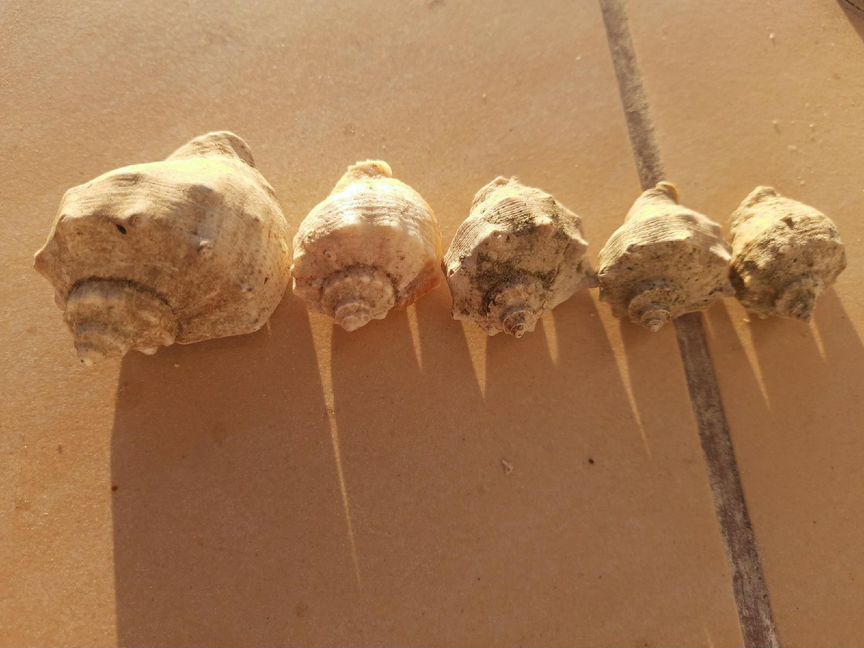 Ракушка рапан