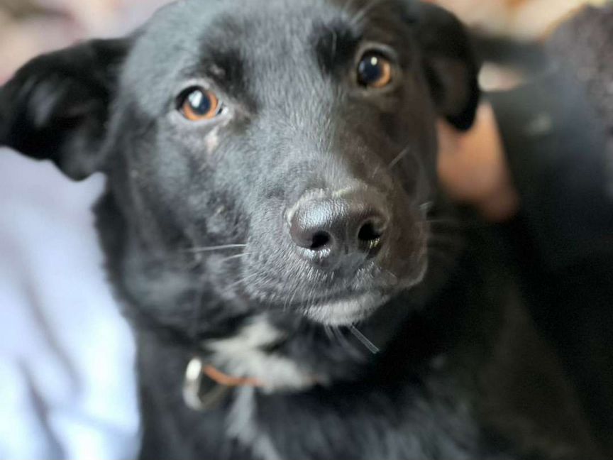 Собака в добрые руки отдам бесплатно