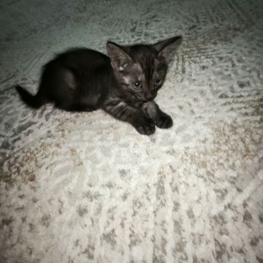 Котенок