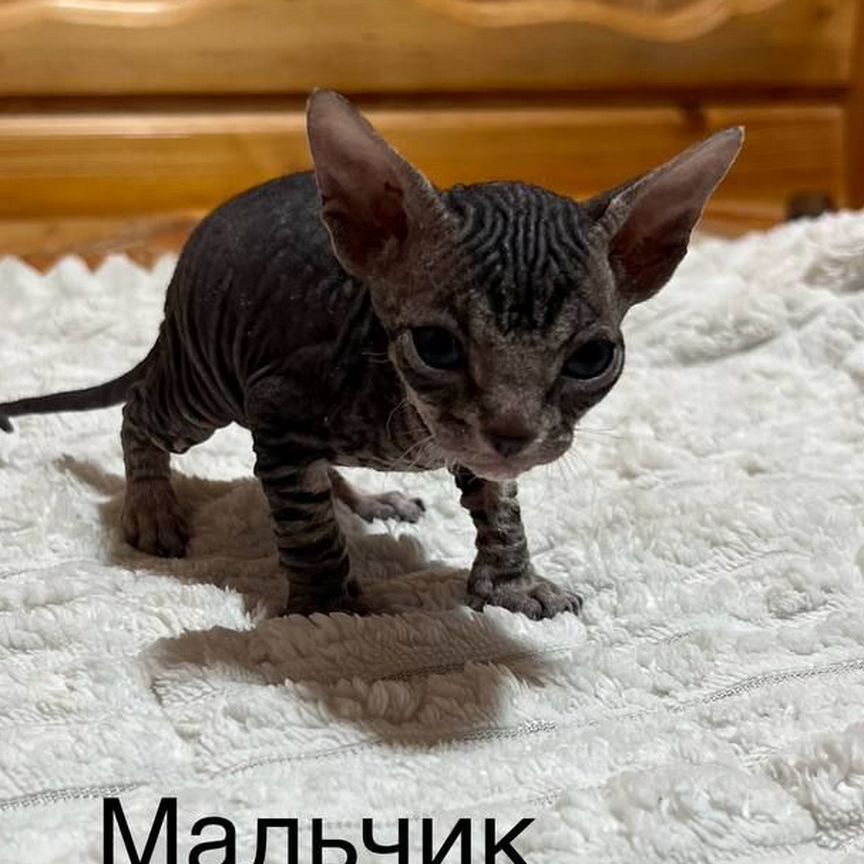 Канадский сфинкс котёнок