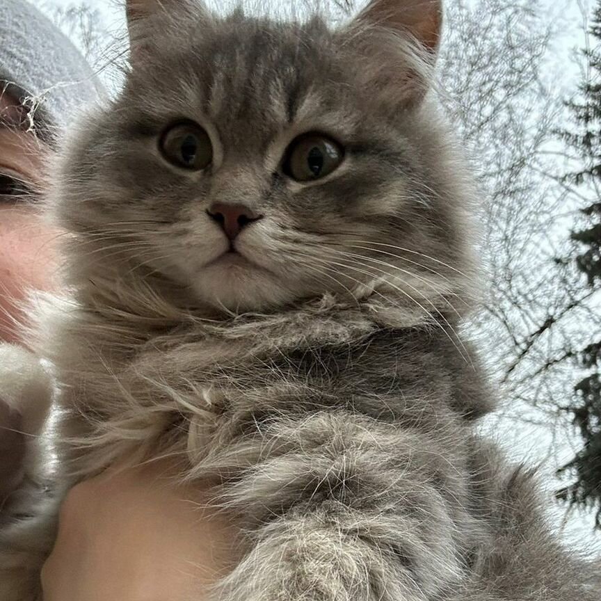 Милые котята в дар