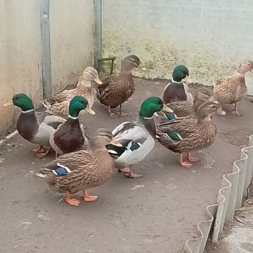 Подсадные утки для охоты