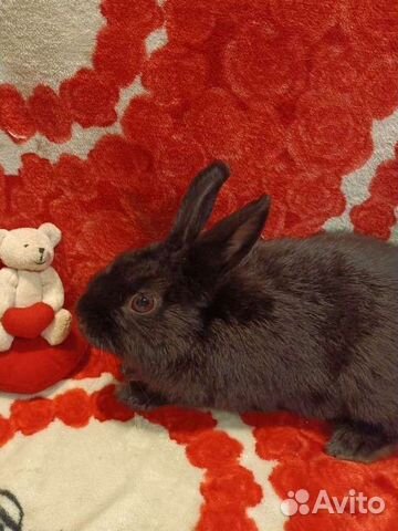 Декоративная крольчиха на вязку