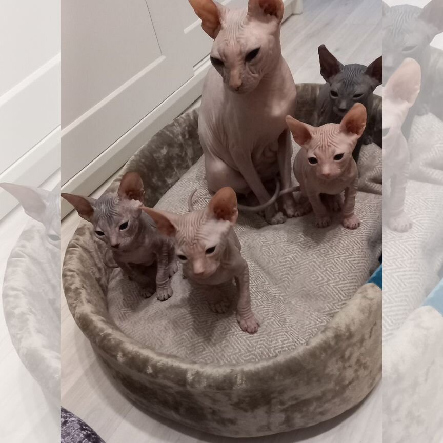 Котята сфинкс