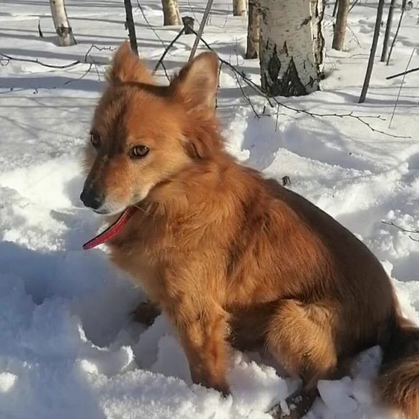 Маленький песик в добрые руки