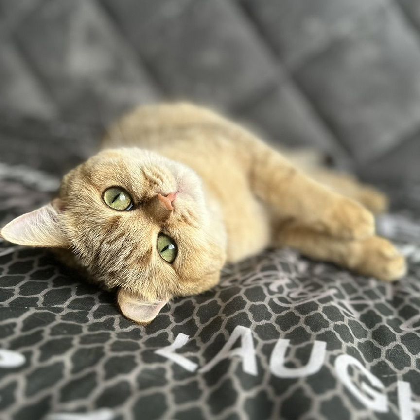 Кошка золотая шиншилла