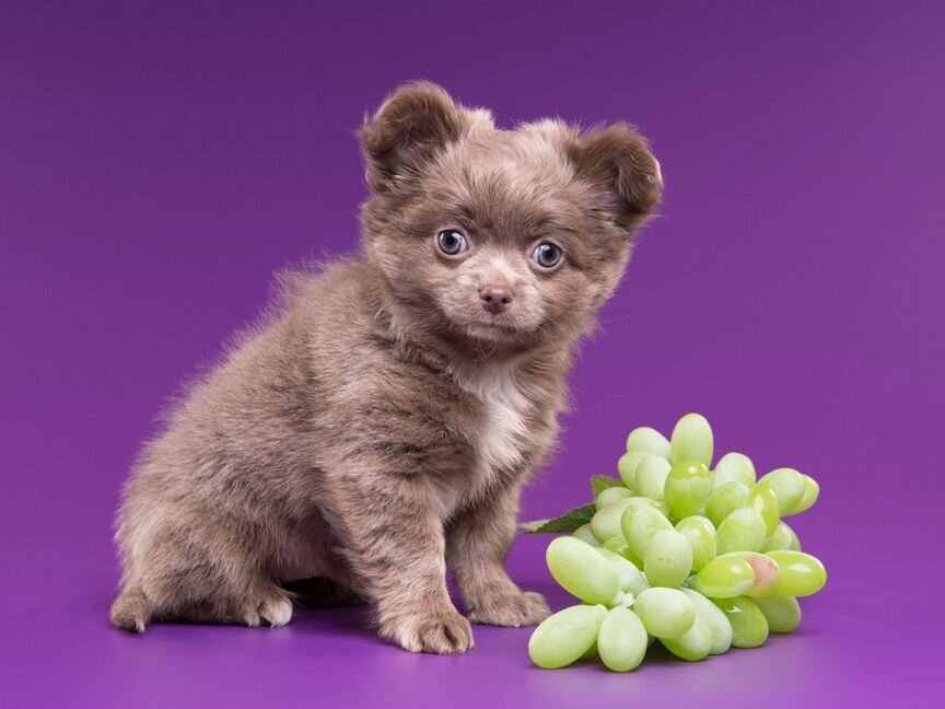 Щенки чихуахуа лиловые