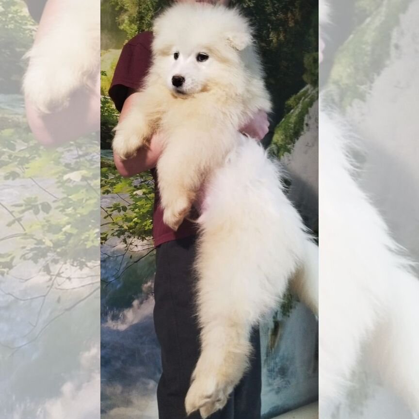 Самоедская собака, щенок