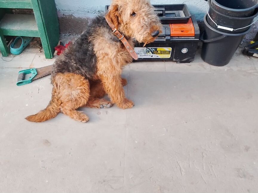 Эрдельтерьер