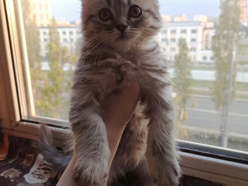 Котёнок