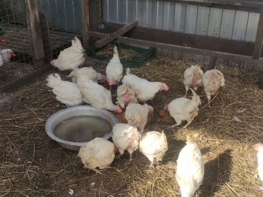 Куры несушки продам