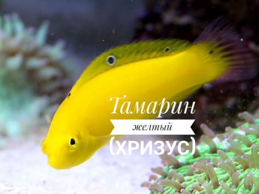 Тамарин желтый (морская рыбка в наличии)