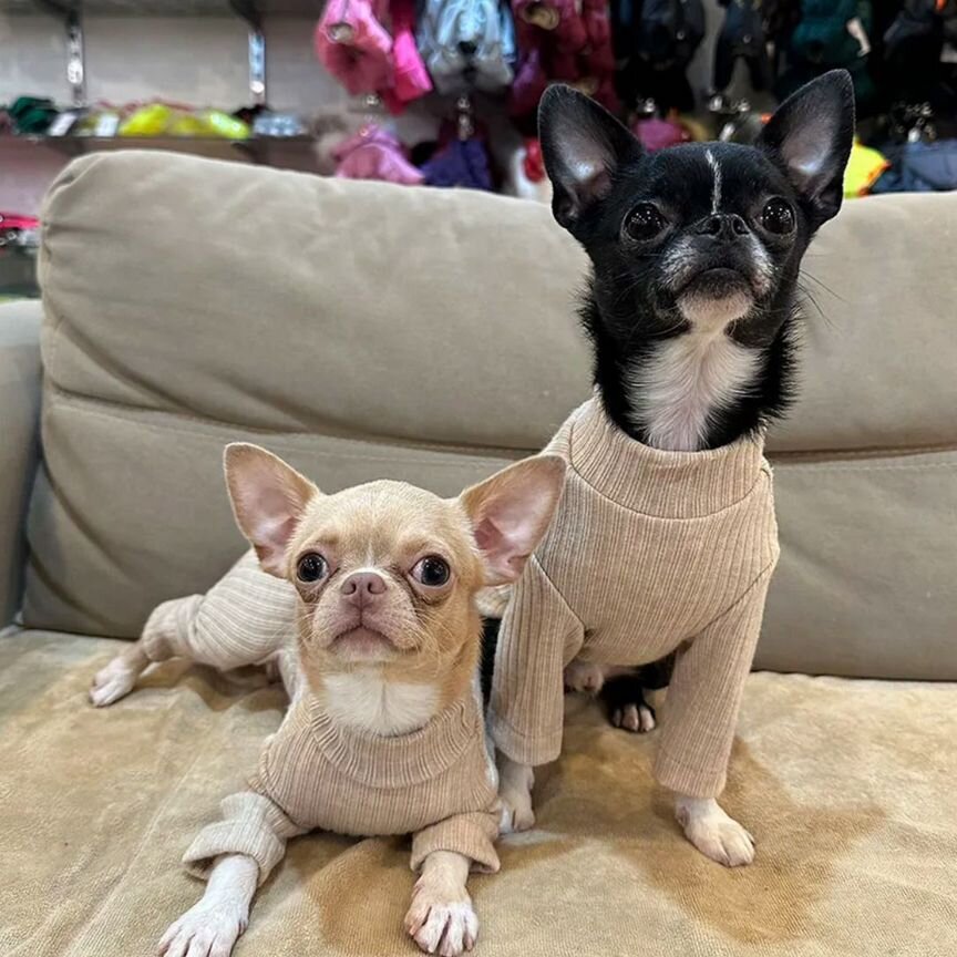 Боди трикотажное для мелких собак, размер S