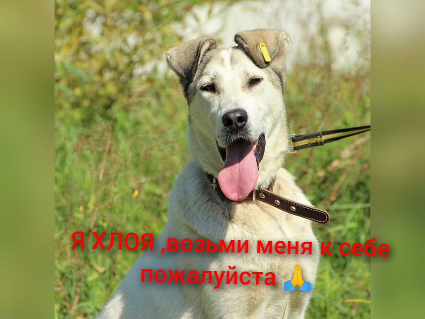 Собака в добрые руки