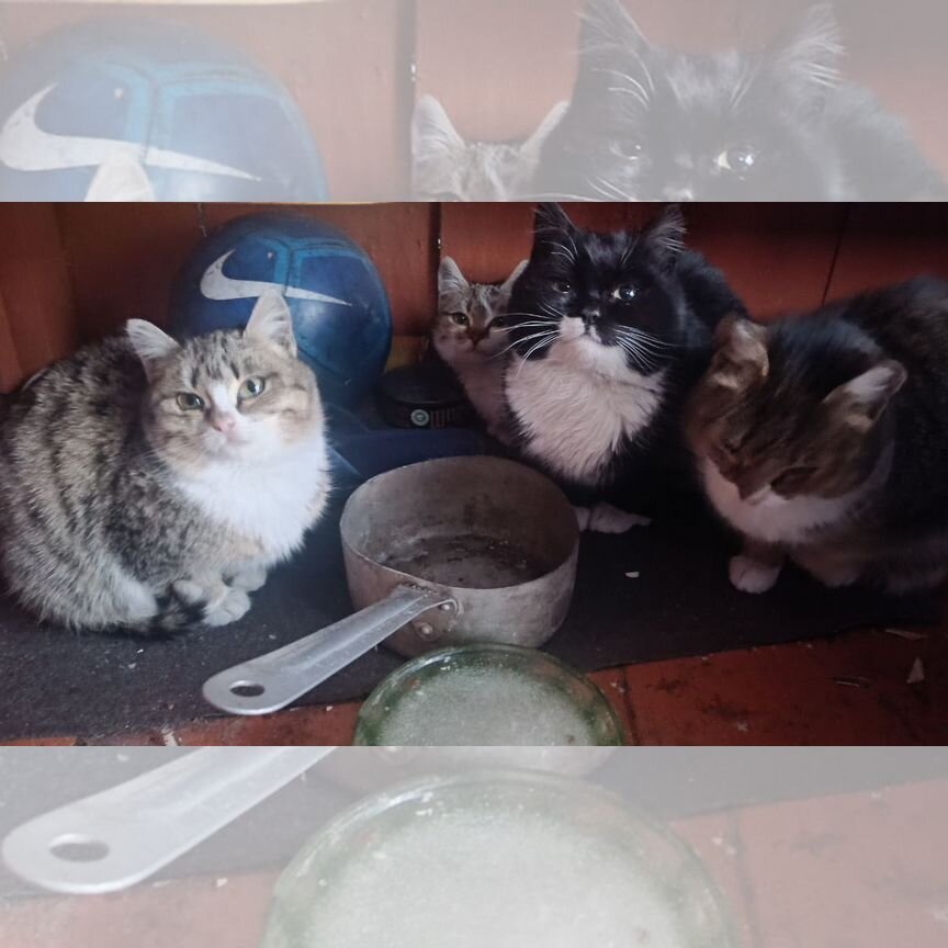 Котики бесплатно в добрые руки