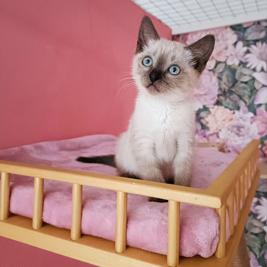 Кошечка 1,5 мес