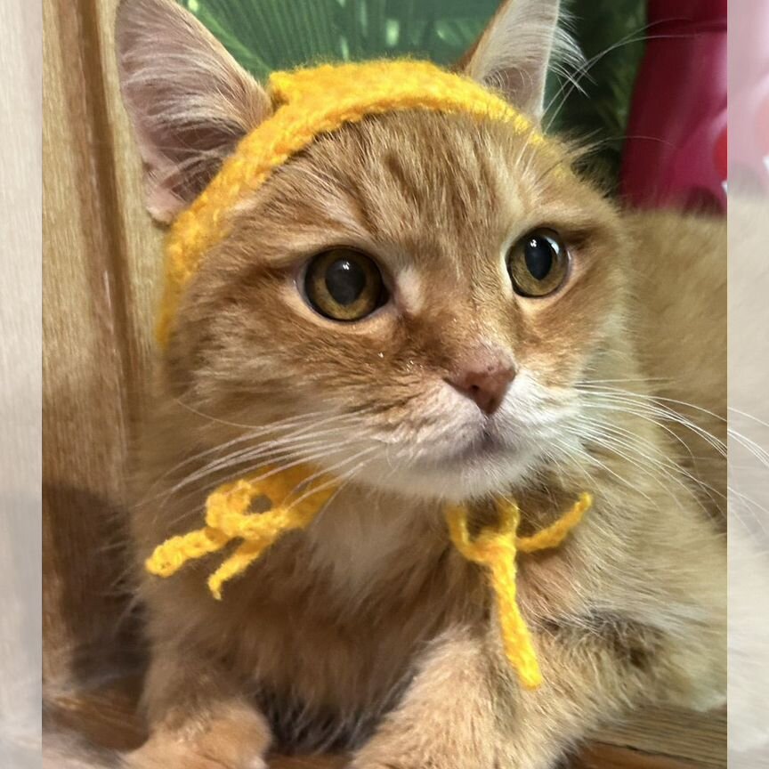 Шапочки для котов