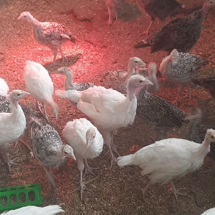 Индюшата подрощенные