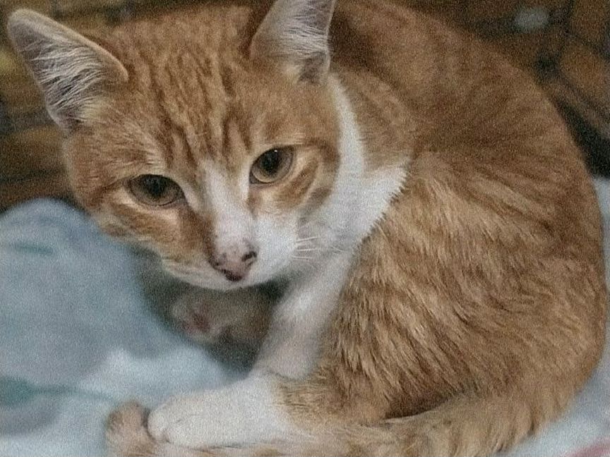 Котик ищет передержку или дом