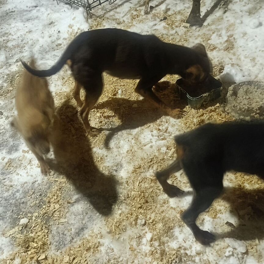 Цвергпинчер, взрослая собака