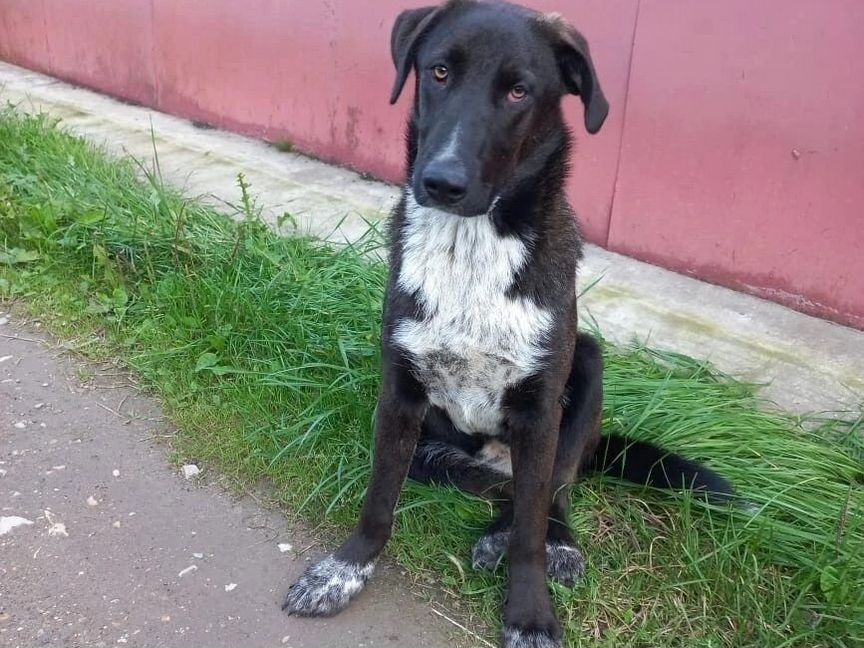 Собака в добрые руки бесплатно