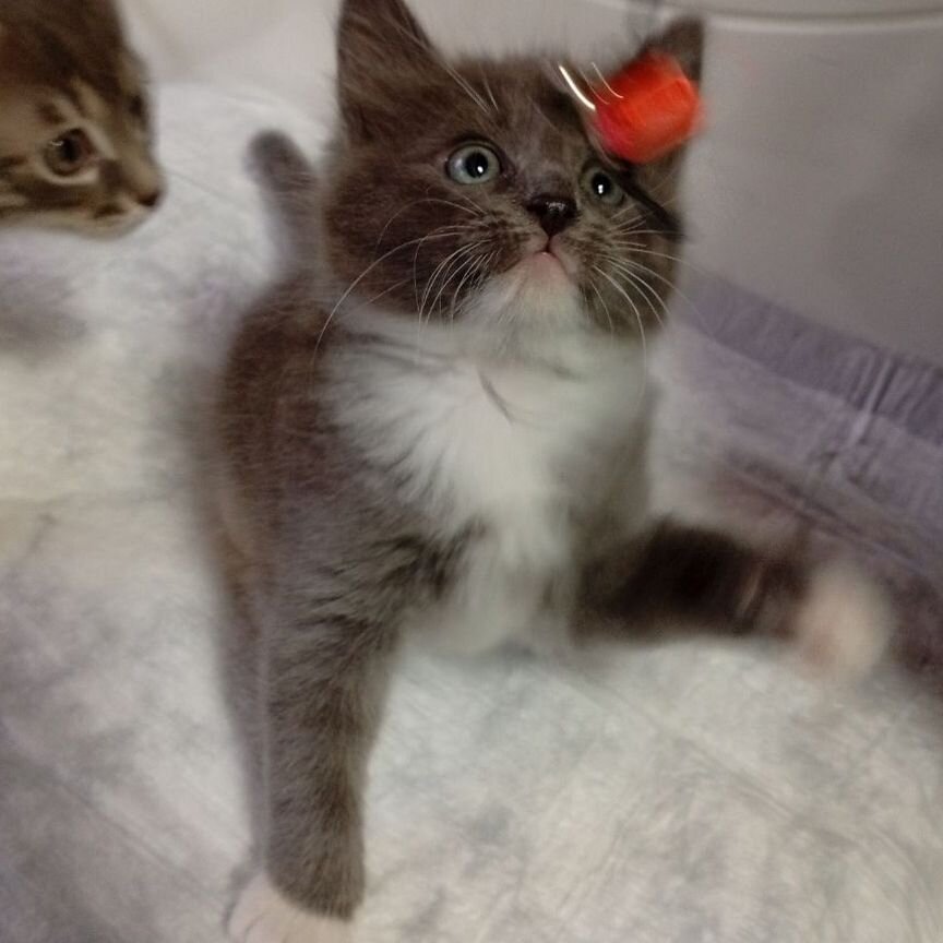 Американский кёрл короткошёрстный котёнок