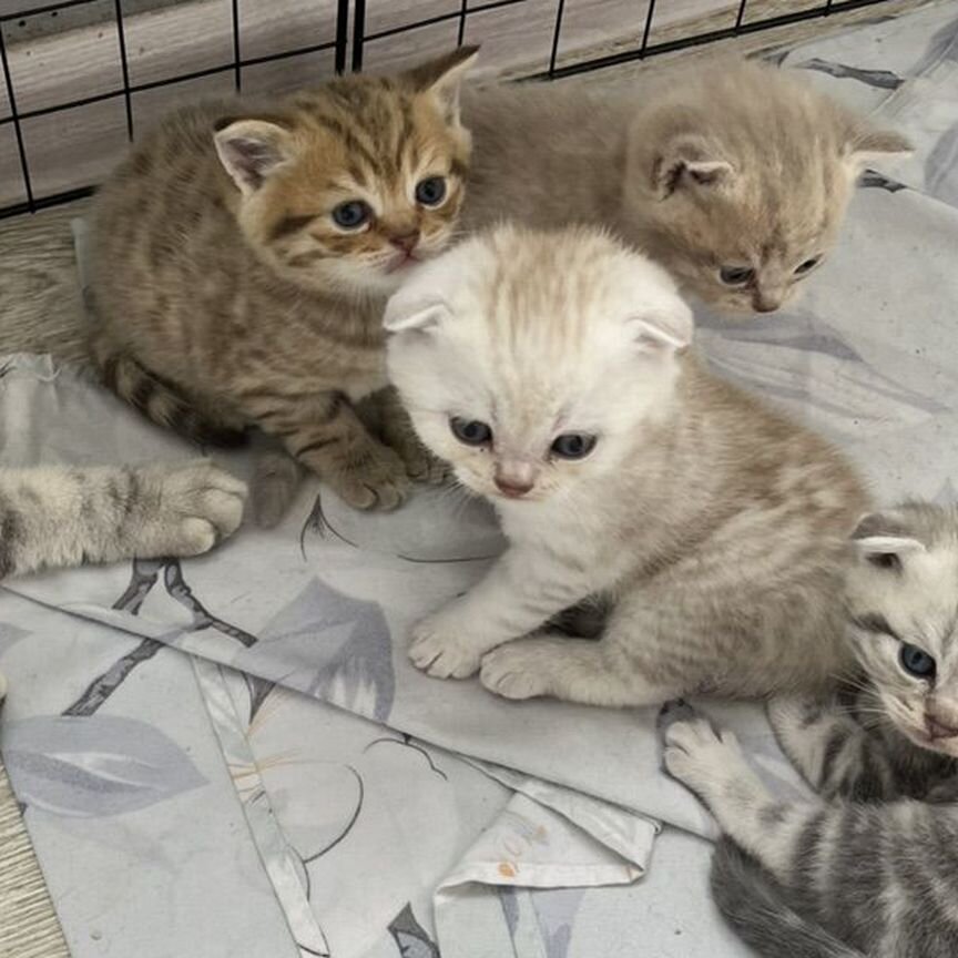 Шотландские котята