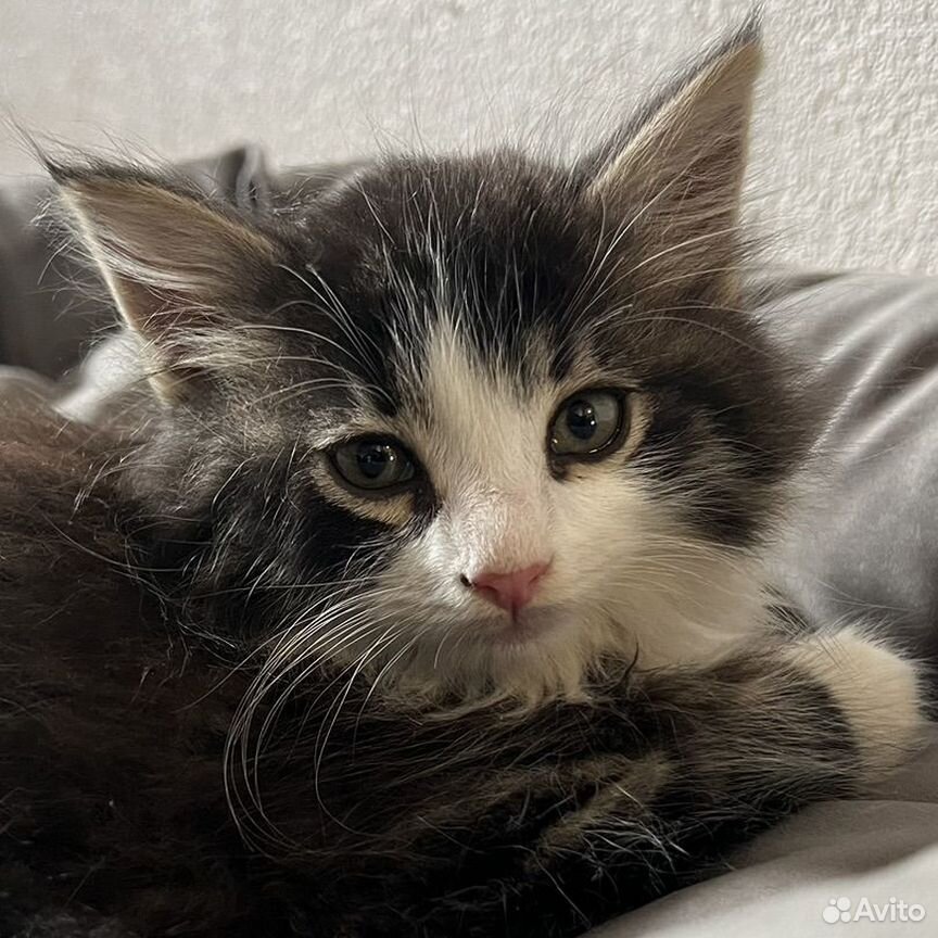 Котенок