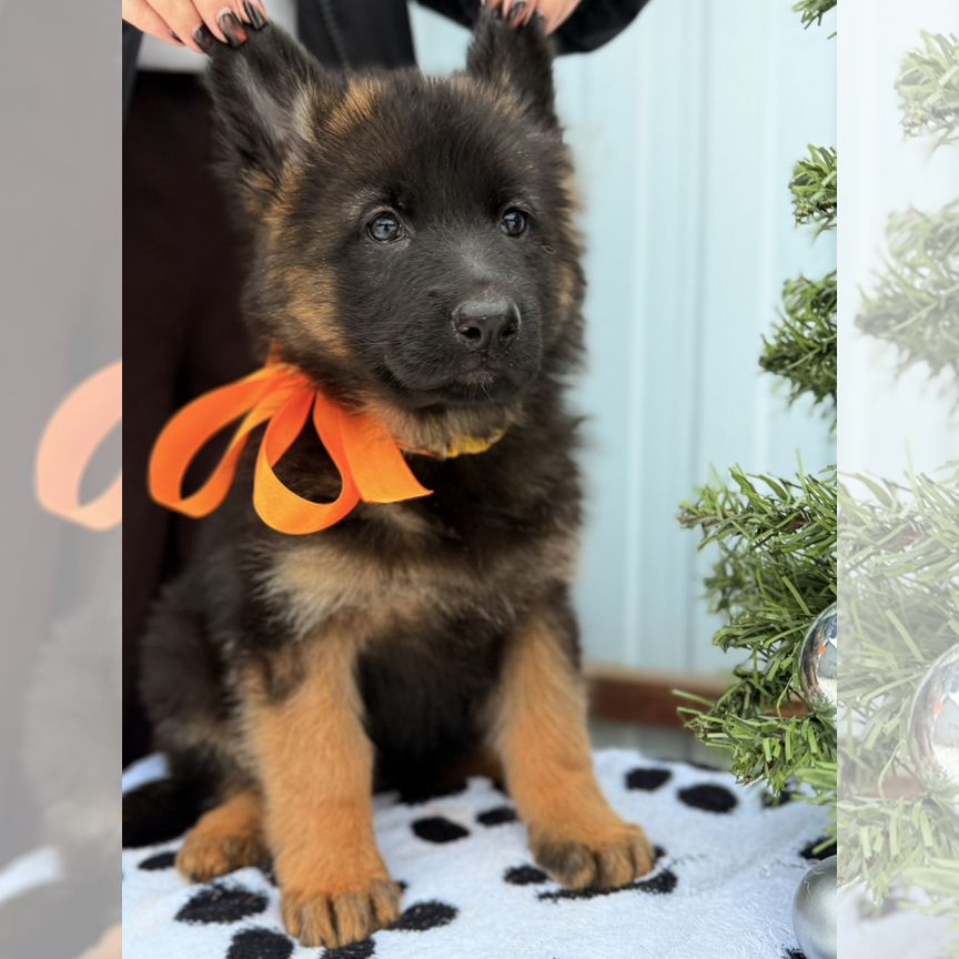 Немецкая овчарка, щенок