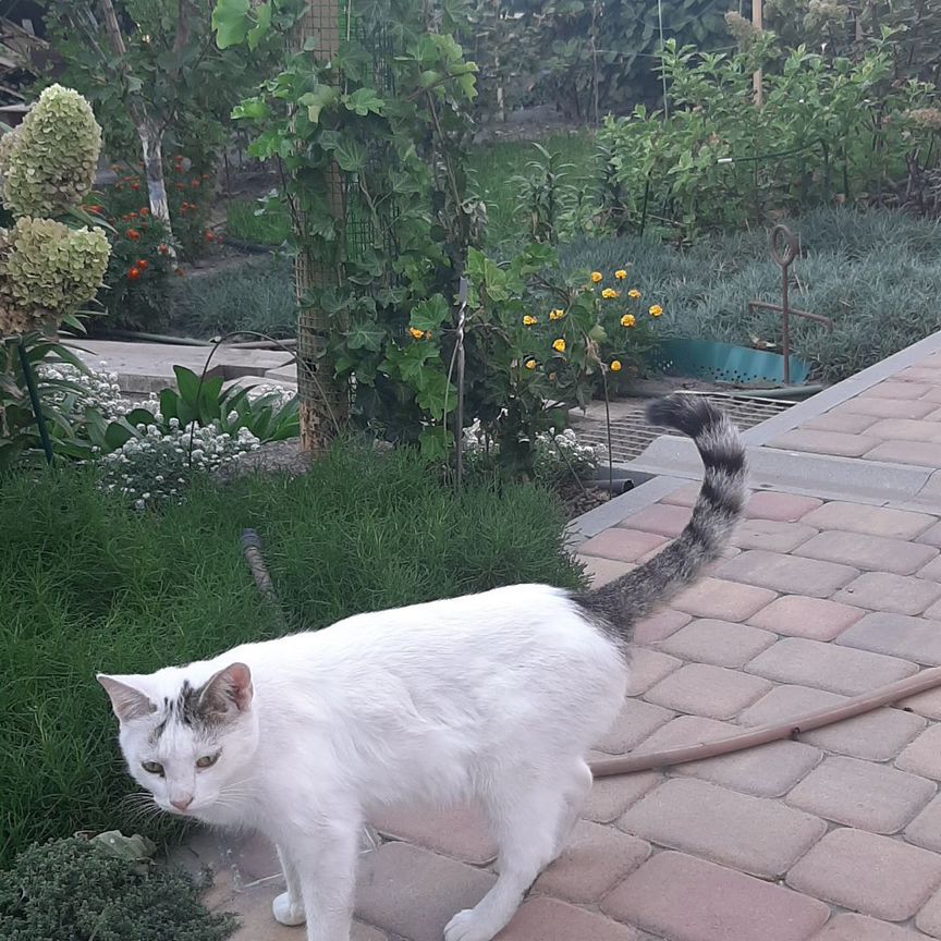 Кошки