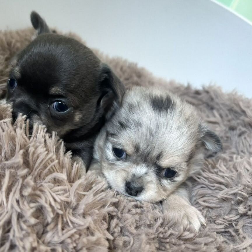 Чихуахуа, щенок