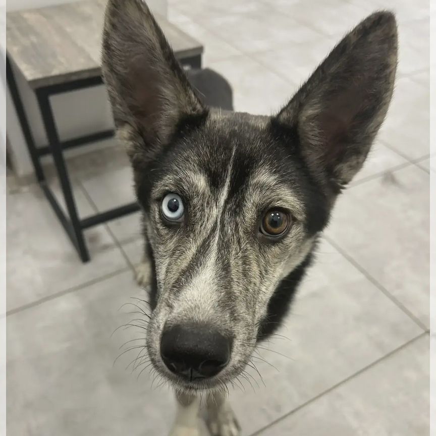 Щенок в добрые руки