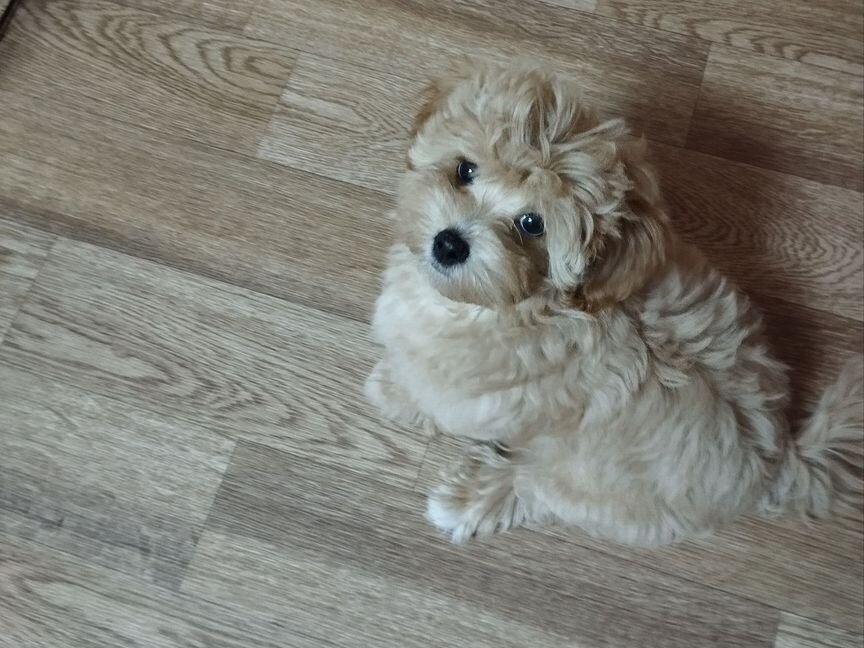 Мальтипу f1 mini