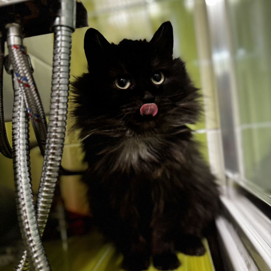 Взрослая, кошка в добрые руки