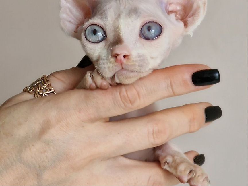 Голубоглазый мальчишка