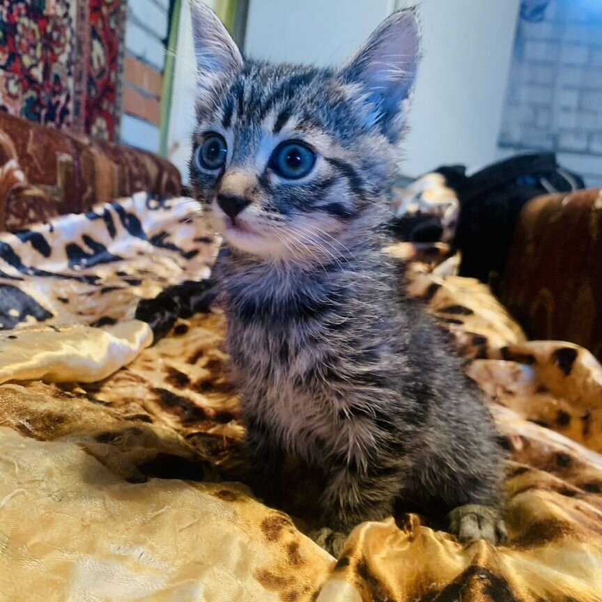 Домашние котята