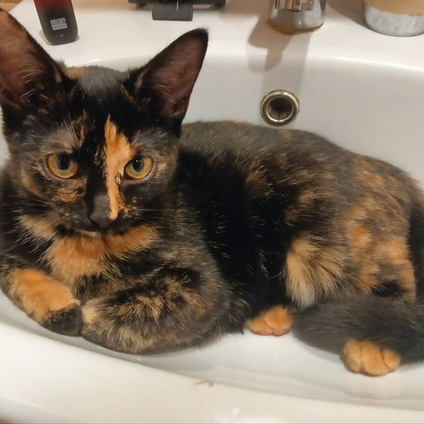 Отдам кошек в добрые руки