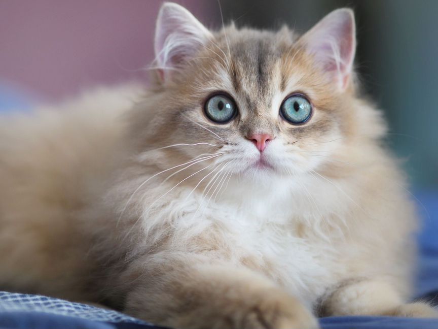 Британская золотая шиншилла